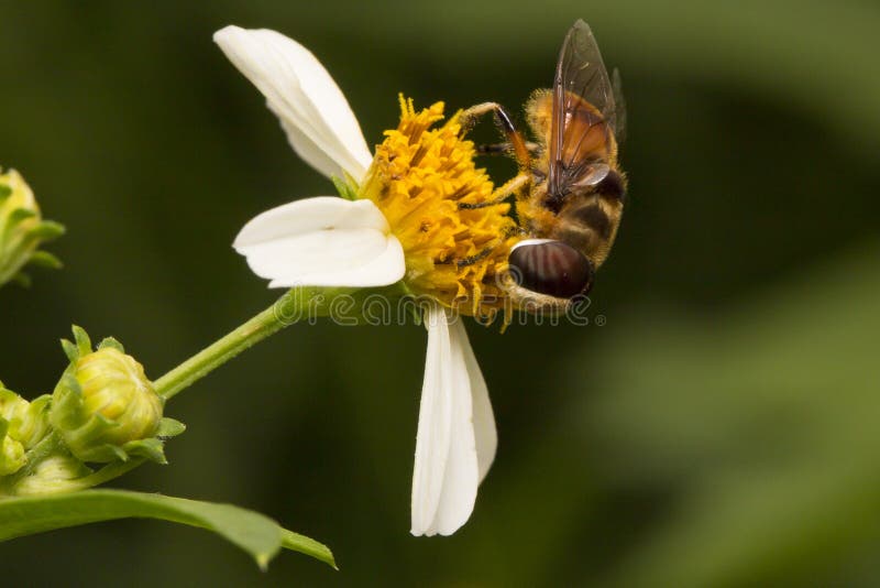 Api e fiore immagine stock. Immagine di nave, entomologia - 74458007