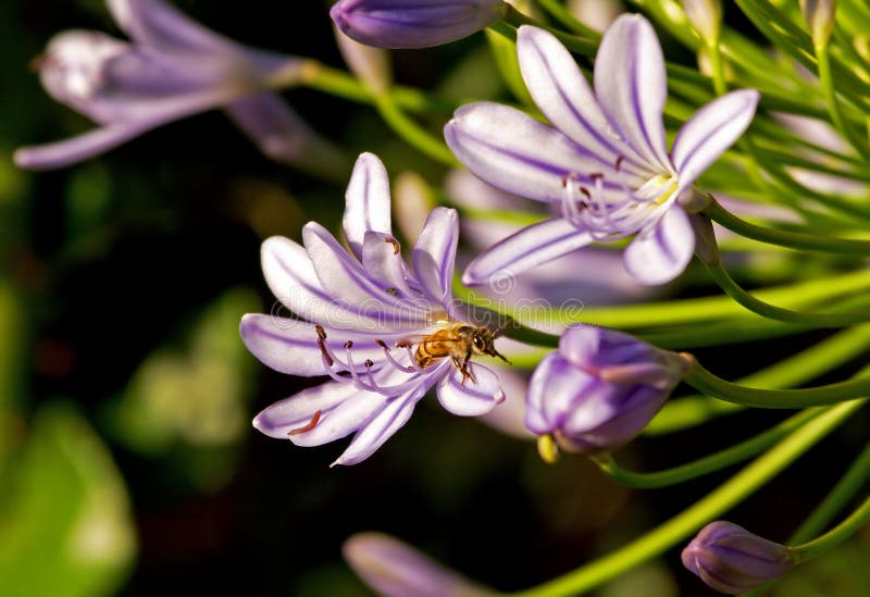 Api e fiori fotografia stock. Immagine di fiore, giardino - 2381928
