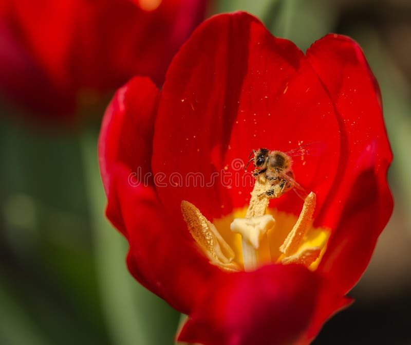 Api e fiori immagine stock. Immagine di luminoso, insetti - 42503605