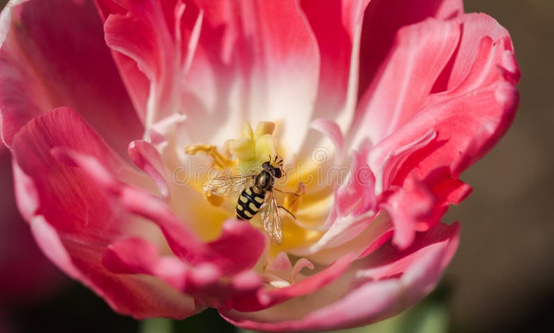 Api e fiori immagine stock. Immagine di molla, nave, balbuzie - 42503631