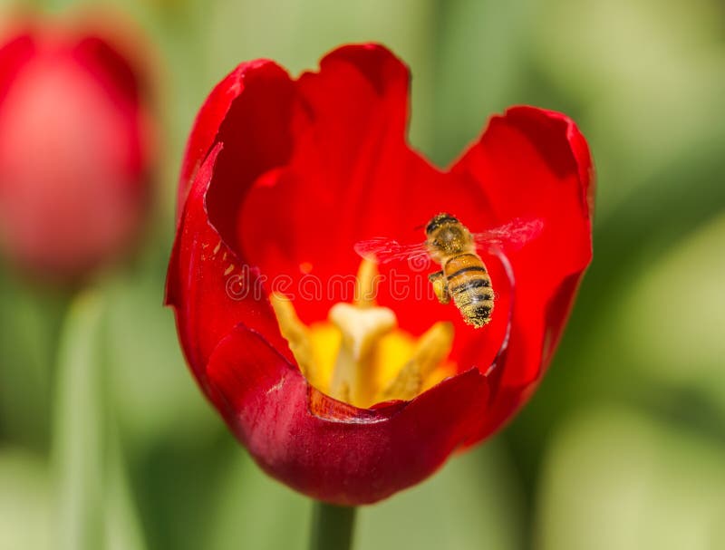 Api e fiori fotografia stock. Immagine di petali, colore - 46914802