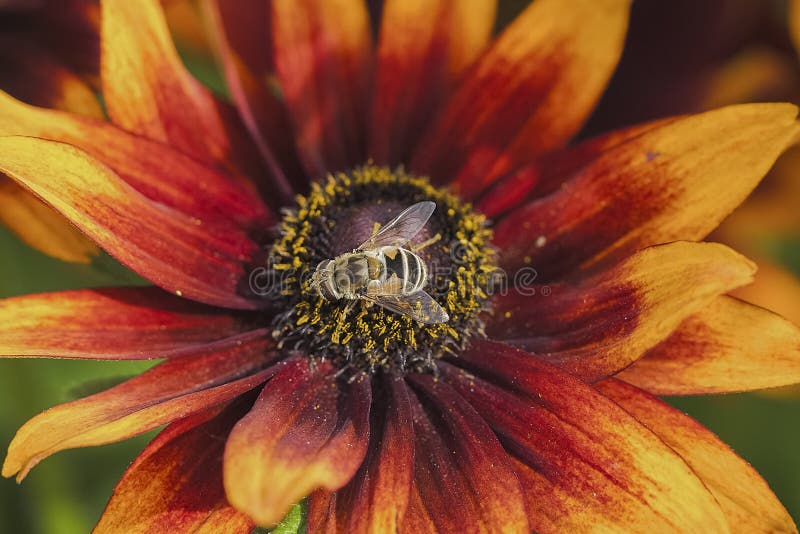 Api e fiori fotografia stock. Immagine di protezione - 82585078