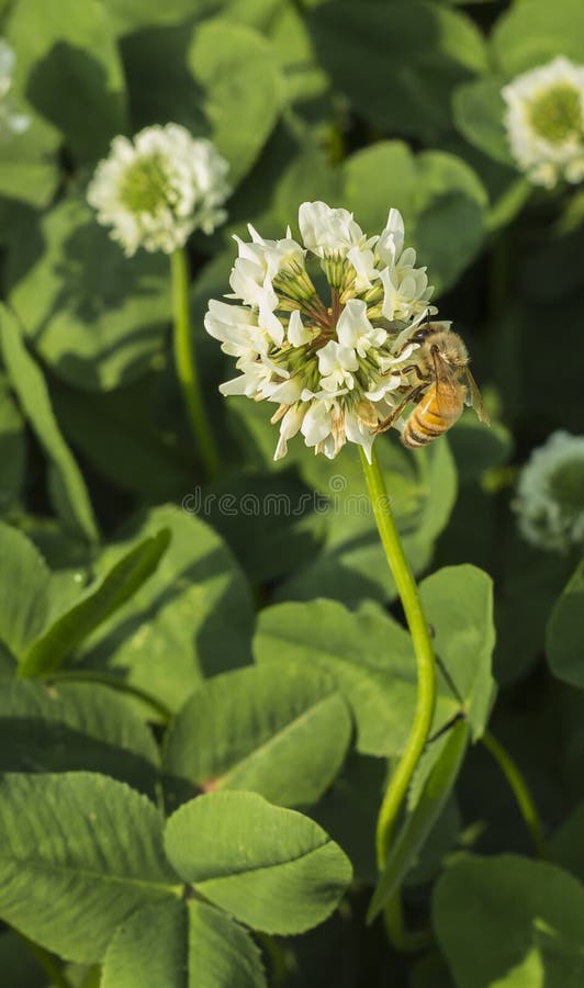 Api Sul Fiore Del Trifoglio Fotografia Stock - Immagine di nave, viola ...