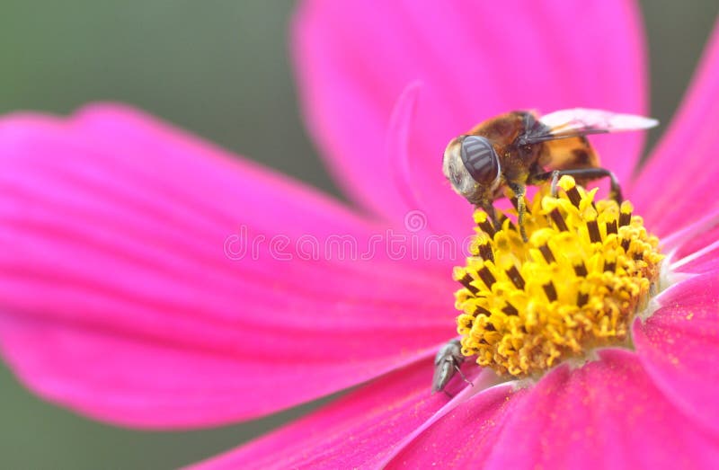 Api e fiori viola immagine stock. Immagine di ambiente - 31856585