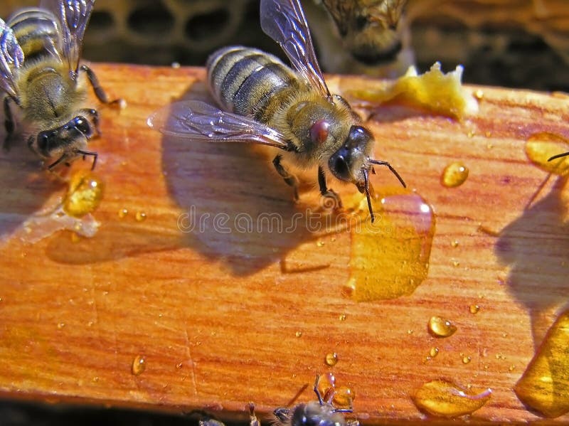 Api e nettare fotografia stock. Immagine di piedini, famiglia - 9878054