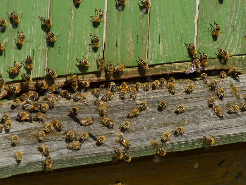 Api ed alveare fotografia stock. Immagine di fauna, insetti - 60171588