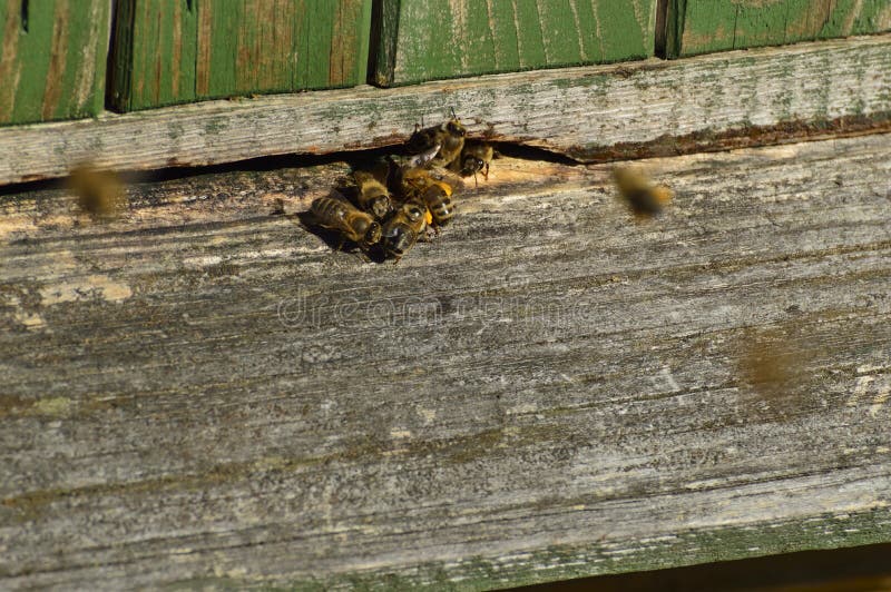 Api ed alveare immagine stock. Immagine di nettare, giallo - 60172163