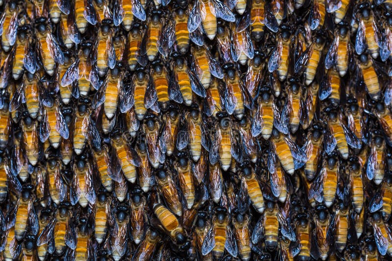 Api giganti immagine stock. Immagine di fauna, punzonatura - 47039653