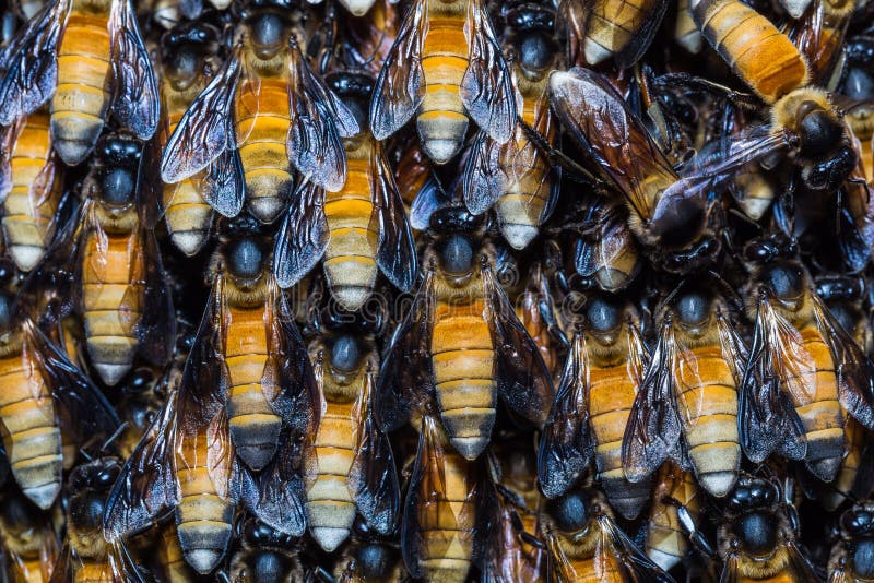 Api giganti del miele immagine stock. Immagine di invertebrato - 54181519
