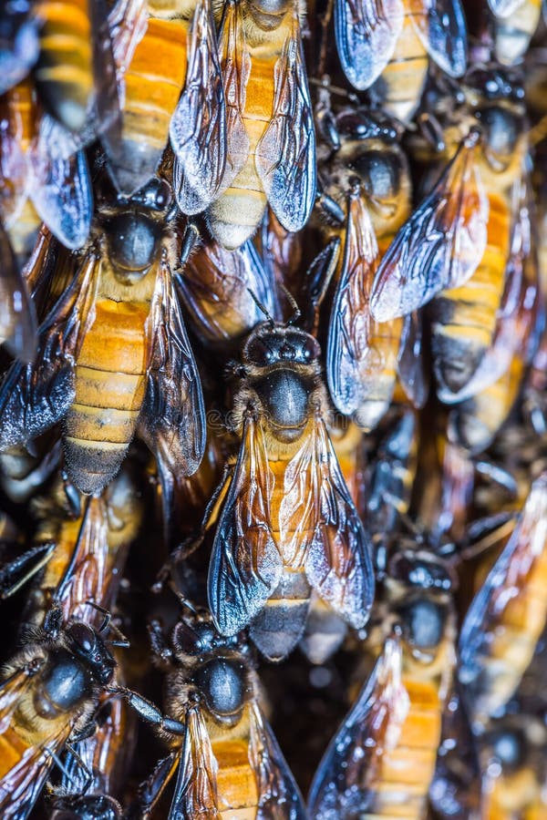 Api giganti del miele fotografia stock. Immagine di invertebrato - 47246556