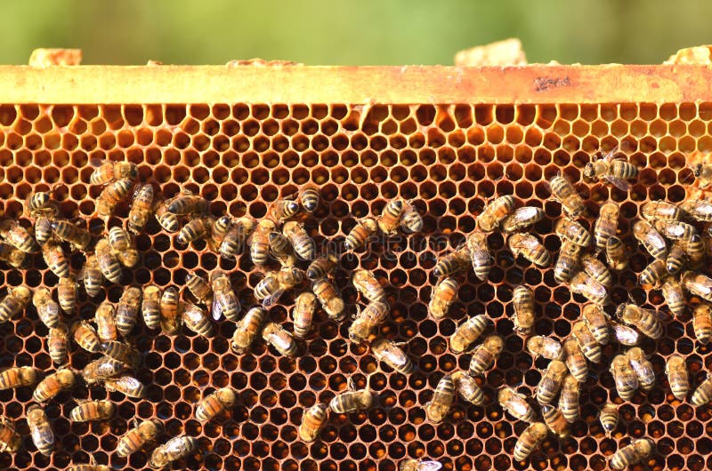 Api laboriose sul favo immagine stock. Immagine di apiarista - 44227837