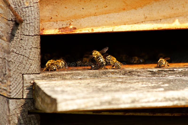 Api nell'alveare immagine stock. Immagine di animale - 58003567