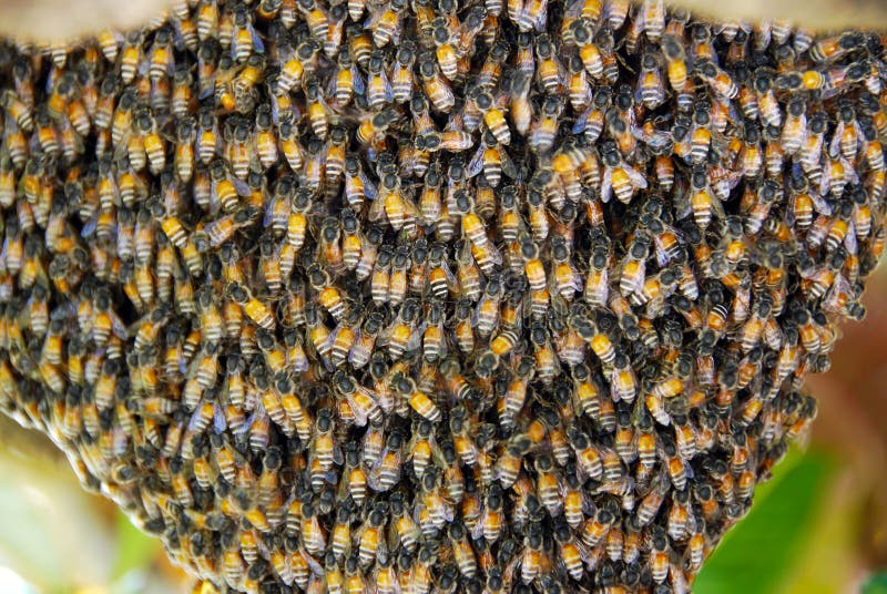 Nido delle api fotografia stock. Immagine di fine, particolare - 42623974
