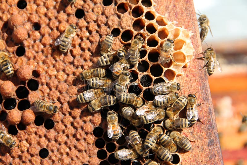 Api Ragruppate Sulla Struttura Del Favo Immagine Stock - Immagine di ...