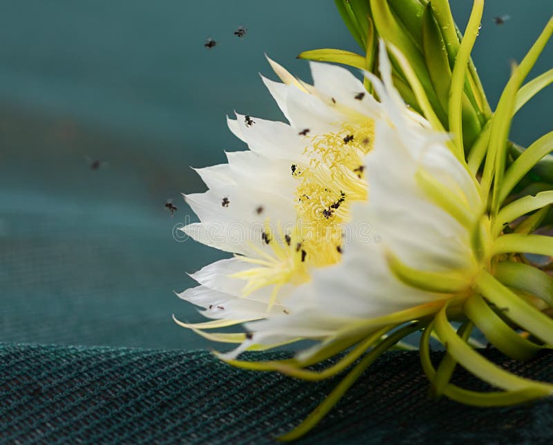 Api Su Dragon Fruit Flower Bianco Fragrante Fotografia Stock - Immagine ...