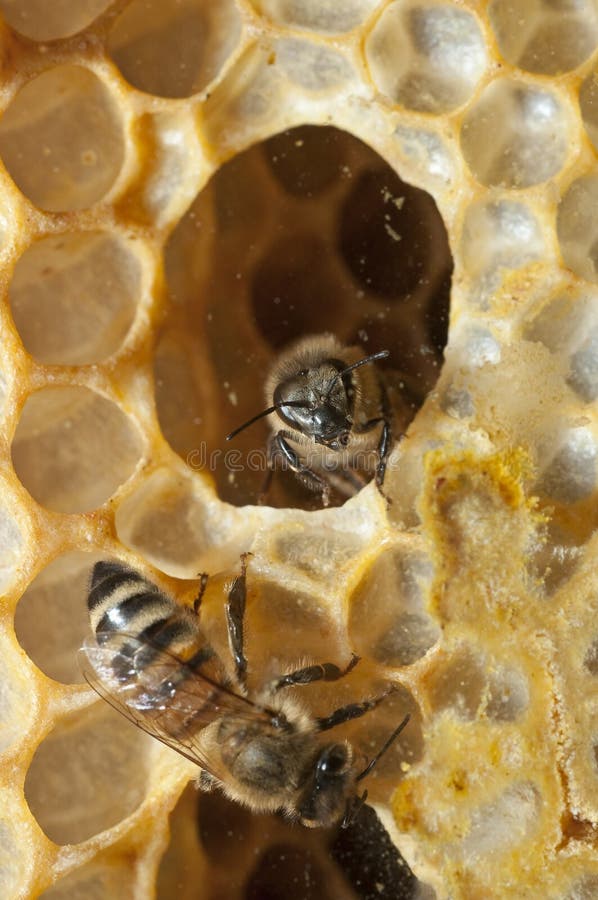 Api su un alveare immagine stock. Immagine di autorità - 13388269