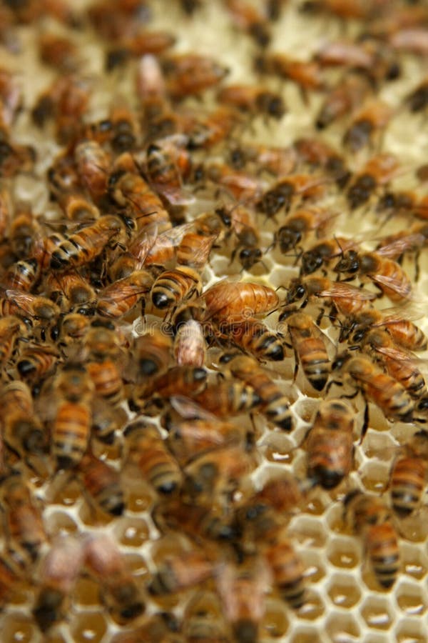 Api All'interno Dell'alveare Fotografia Stock - Immagine di animali ...