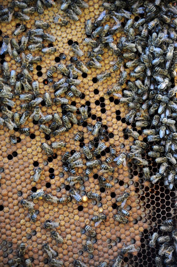 Api Su Una Struttura Dell'alveare Con Un Brood_2 Chiuso Immagine Stock ...