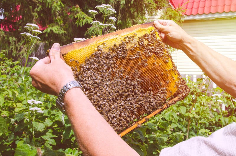Ape Regina Italiana Nel Centro Delle Api Operaie Che Fanno Le Uova in ...