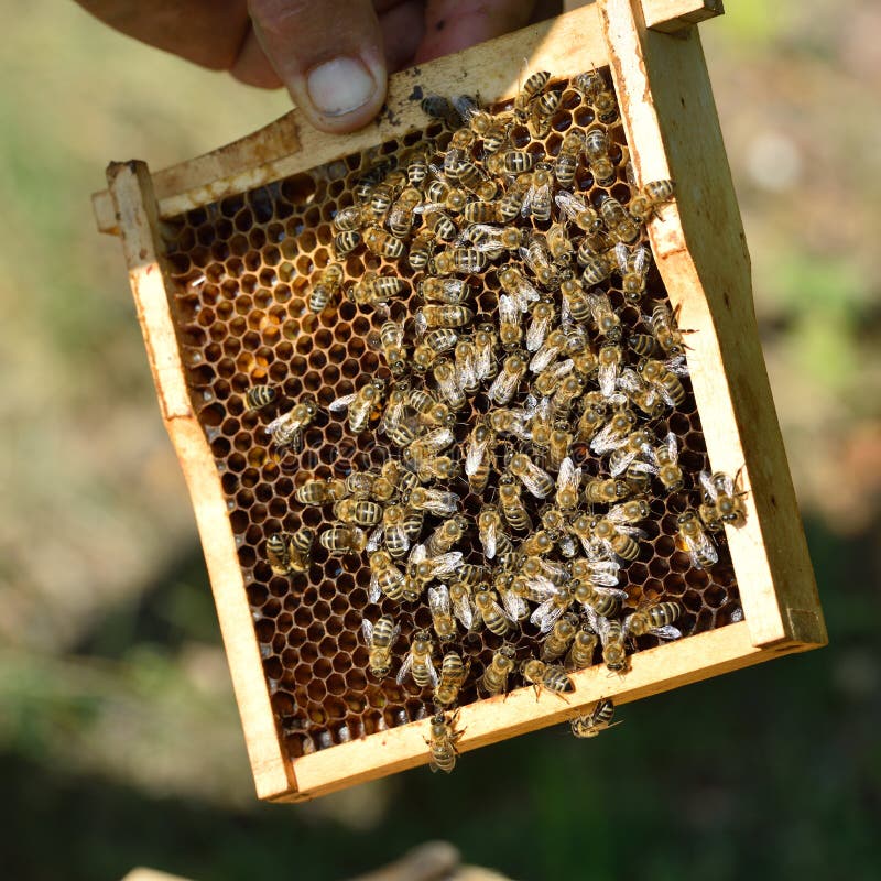 Api sul favo fotografia stock. Immagine di cellula, grappolo - 65544554