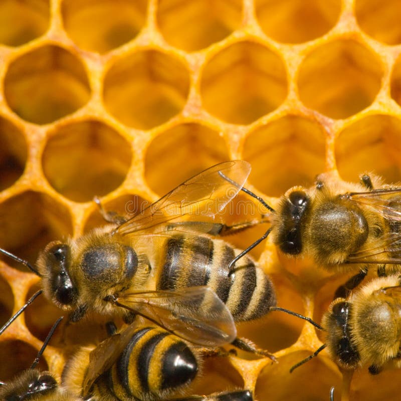 Api sul favo immagine stock. Immagine di favo, nave, cellule - 7470969