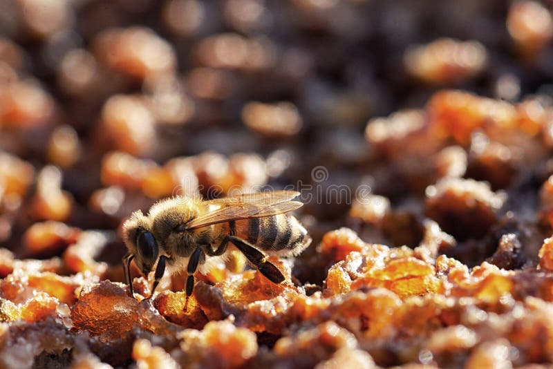 Api in un alveare sul favo fotografia stock. Immagine di melanzana ...