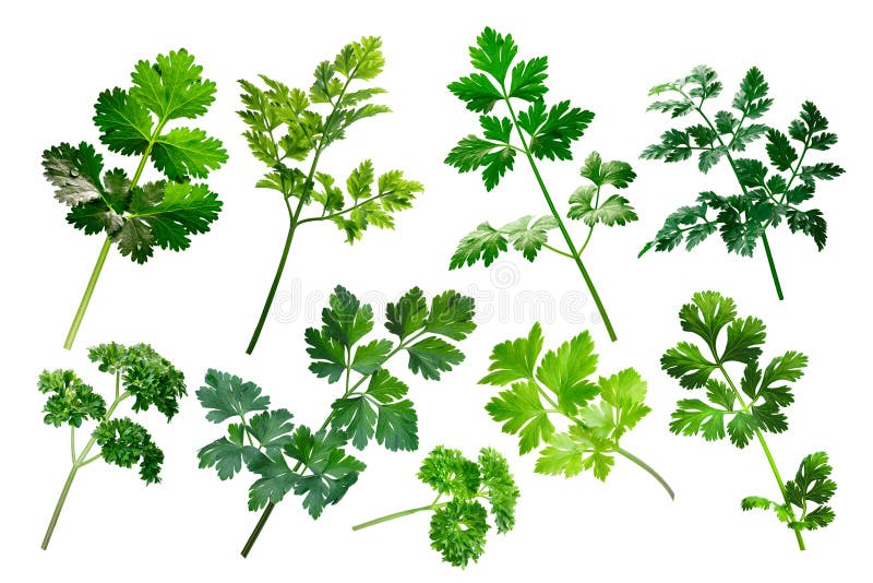 Apiaceae Herbs, Clipping Paths Stock Image - Image of food, apiaceae ...