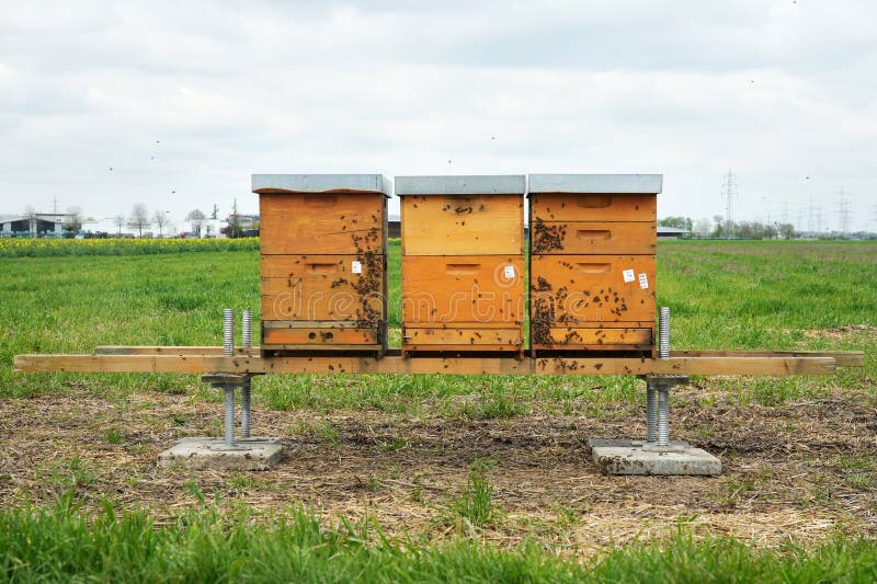 Apiaries, Beehives, Beehive with Bees Colony on the Rapeseed Field ...