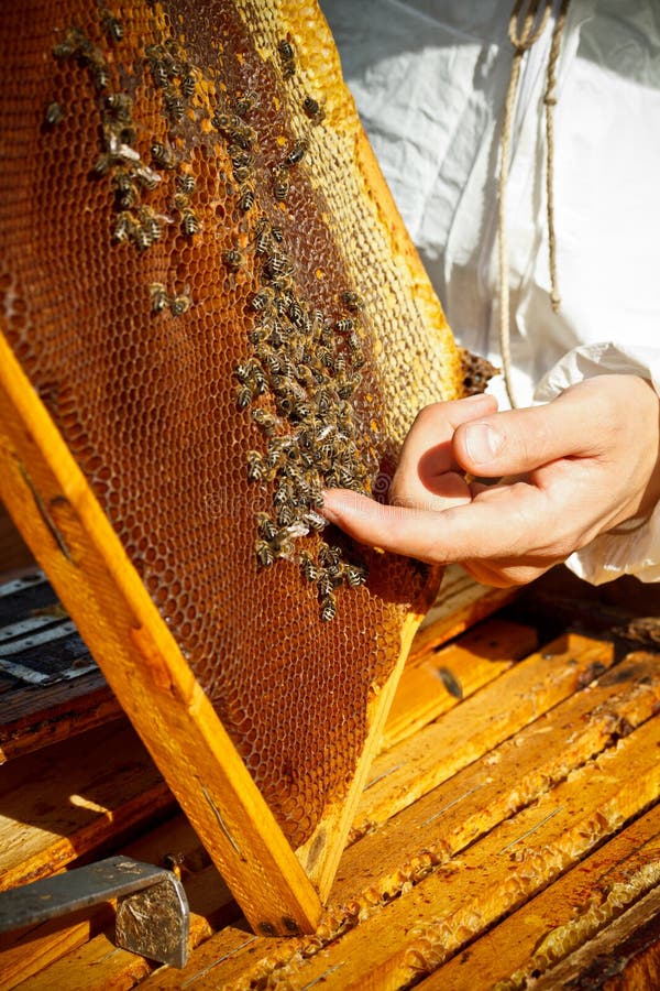 Apiarist stock image. Image of protective, apiary, apiculture - 27269897
