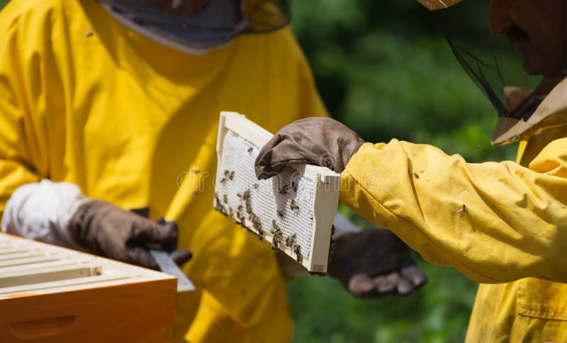 Apiarist imagen de archivo. Imagen de abejas, marco, granja - 32324693