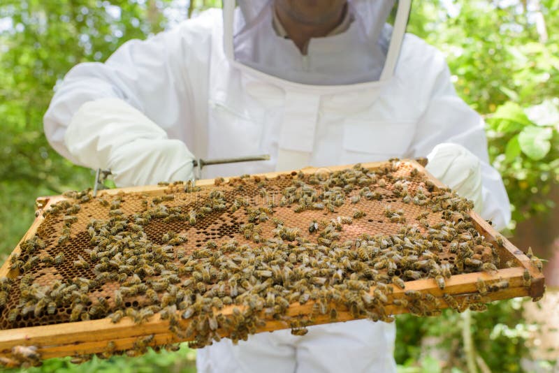 Apiarist harvesting honey stock image. Image of yard - 257188491