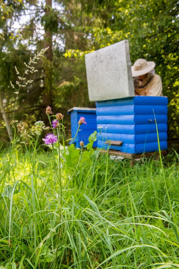Working in nature stock photo. Image of nature, summer - 5628782