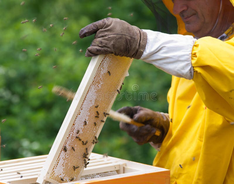 Apiarist working stock photo. Image of mask, apiary, business - 32324978