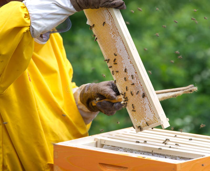 Apiarist working stock photo. Image of apiary, apiculture - 32325004