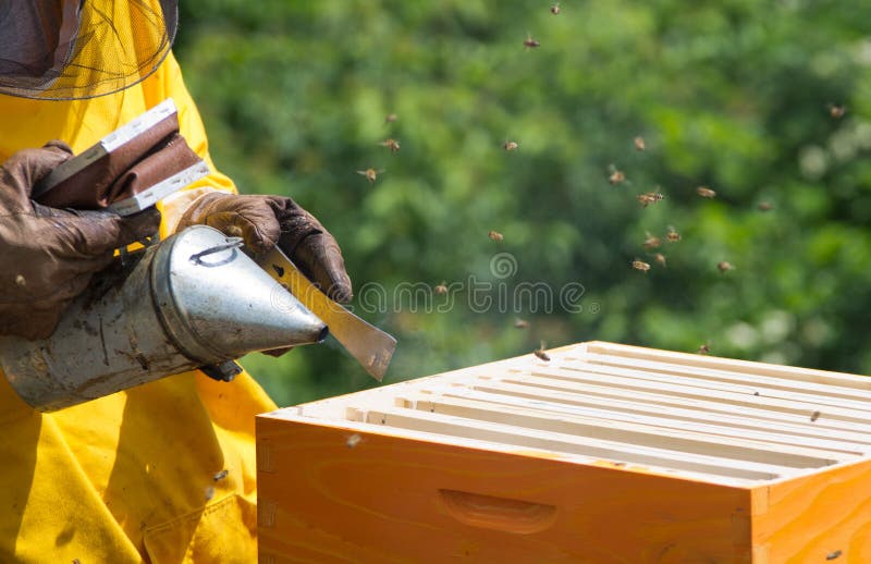 Apiarist working stock photo. Image of ecology, balm - 32379704