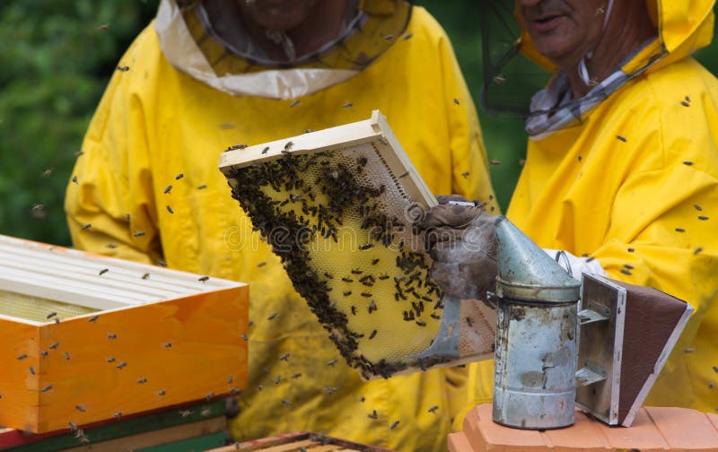 Apiarists working stock photo. Image of apis, clothing - 32325214