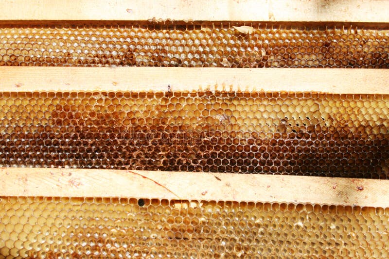 Apiary stock image. Image of cluster, biology, frame - 20634821