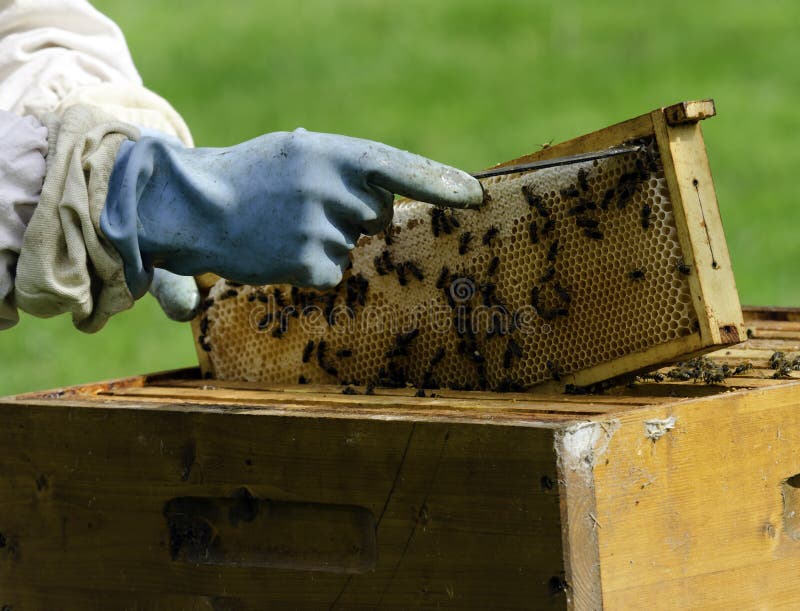 Apiary stock image. Image of wheat, yellow, spring, apiary - 21158061