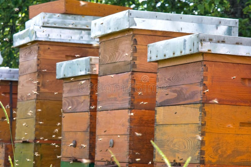 Apiary stock photo. Image of honeycraft, honeybee, apiary - 5517654