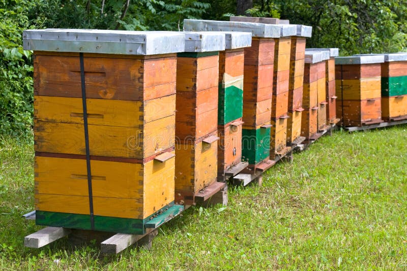 Apiary stock image. Image of oilseed, keeping, beehive - 21158061