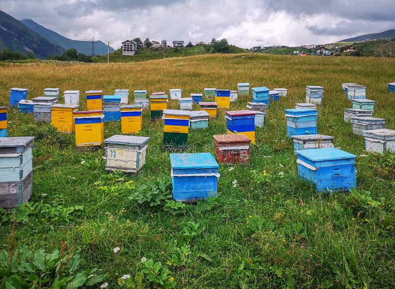 Apiary in a Meadow in the Langhe, Piedmont - Italy Stock Image - Image ...