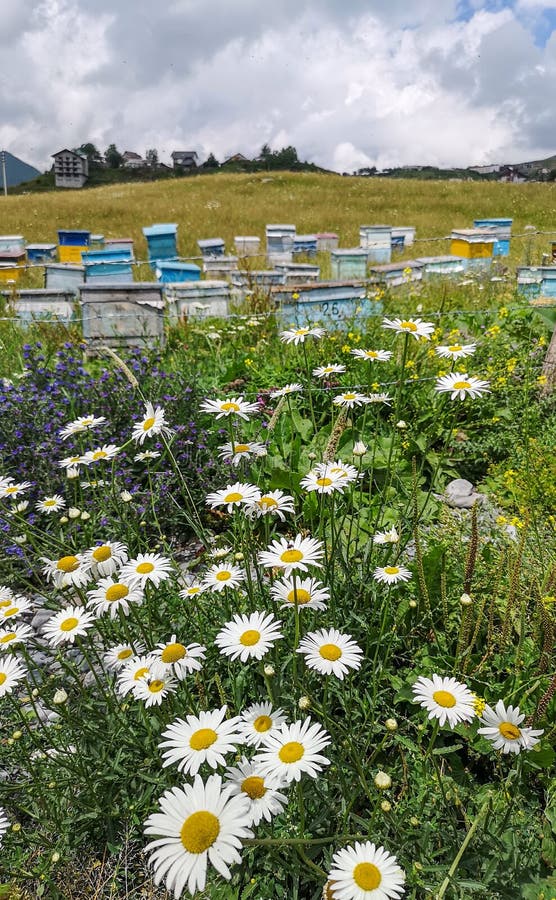 Apiary stock image. Image of apiary, flowers, nature - 130202523