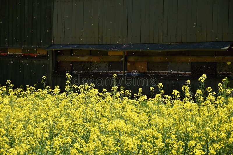 The apiary bee in a field stock photo. Image of green - 107071452