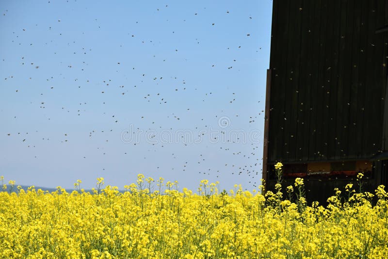 The apiary bee in a field stock image. Image of flower - 107071667