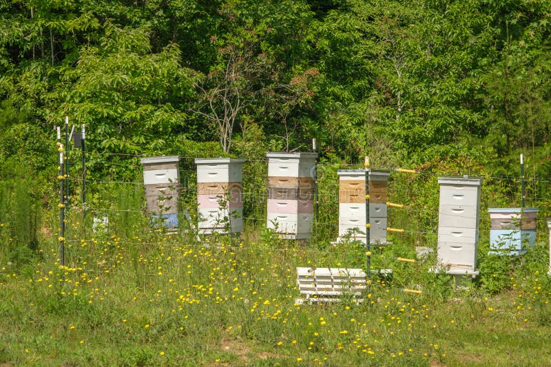 Apiary Beehive Boxes in a Flower Field Stock Photo - Image of wooden ...