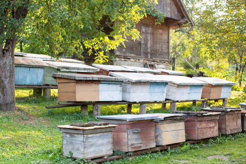Apiary in a Meadow in the Langhe, Piedmont - Italy Stock Image - Image ...