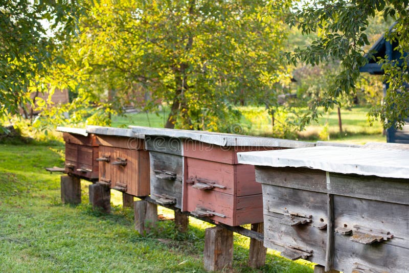 Apiary in a Meadow in the Langhe, Piedmont - Italy Stock Image - Image ...