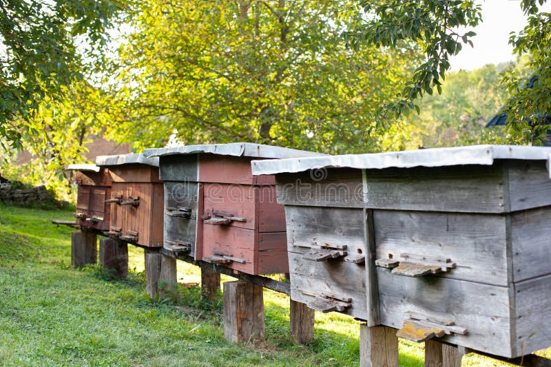 Apiary in a Meadow in the Langhe, Piedmont - Italy Stock Image - Image ...