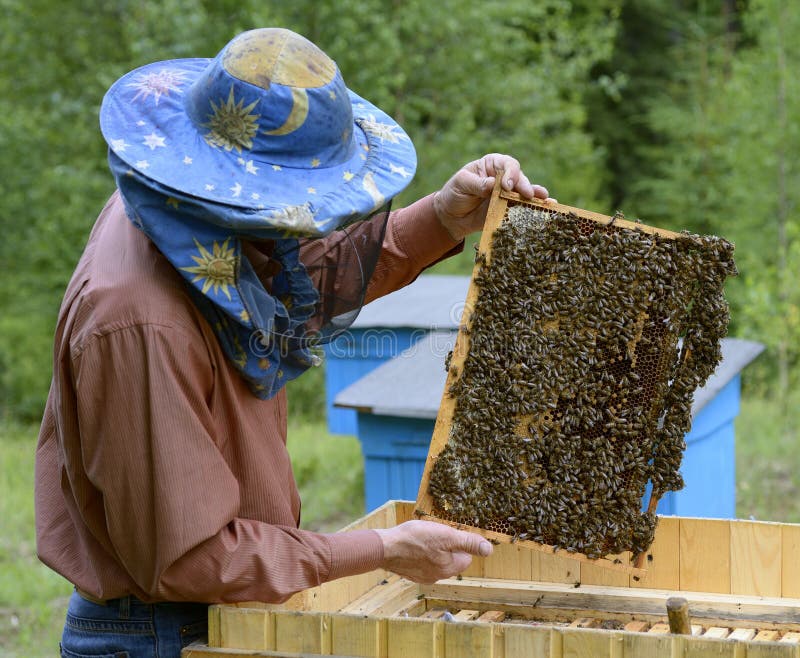 Beekeeper Holding the Frame with Honeycombs Above the Hive. Apiary ...