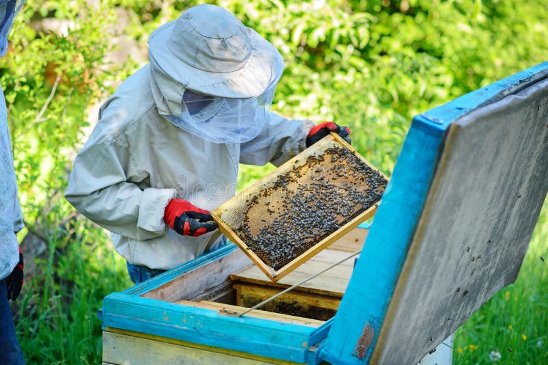 Apiary. the Beekeeper Works with Bees Near the Hives. Apiculture Stock ...